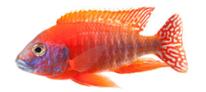 How Does pH Affect Water Quality? | Atlas Scientific