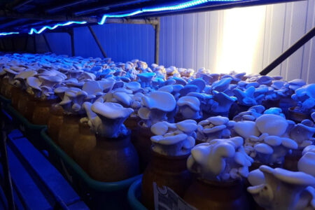 7 Factors Affecting Mushroom Cultivation | Atlas Scientific