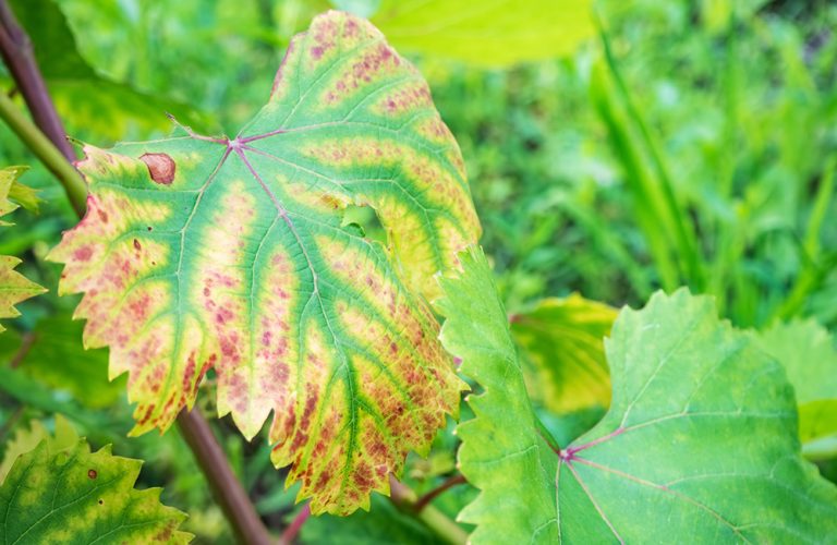 How To Identify Deficiency Of Magnesium In Plants | Atlas Scientific