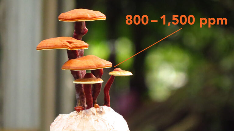 7 Factors Affecting Mushroom Cultivation | Atlas Scientific