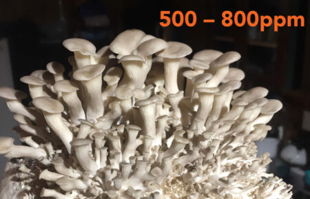 Why You Need A CO2 Meter For Growing Mushrooms | Atlas Scientific