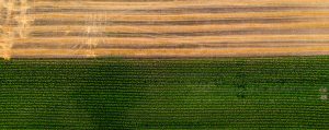 How To Identify Deficiency Of Magnesium In Plants | Atlas Scientific