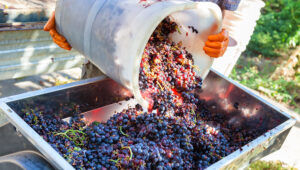 The Wine Production Process - What You Need To Know | Atlas Scientific