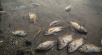 7 Effects Of Water Pollution | Atlas Scientific