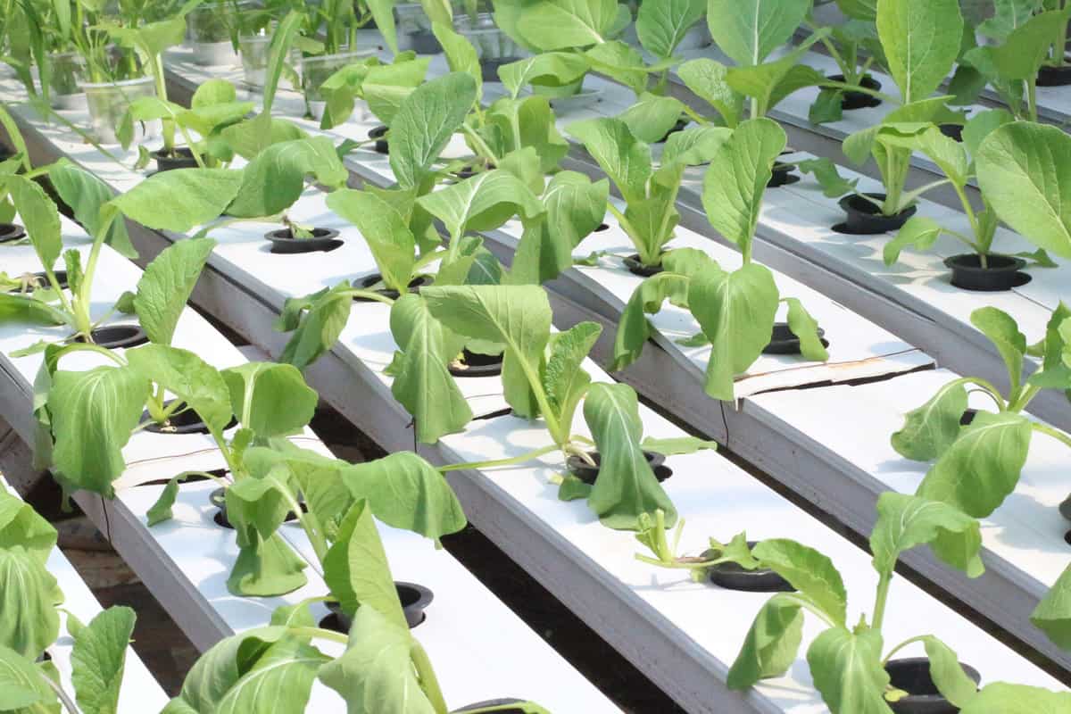 What Is EC In Hydroponics? | Atlas Scientific