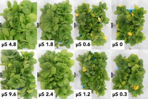 A Guide To Soil Electrical Conductivity (EC): Description, Importance ...