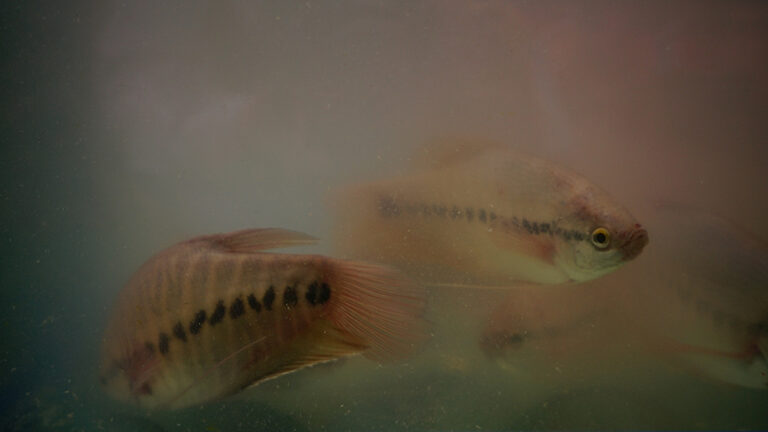 Water Quality Parameters For Fish Farming | Atlas Scientific
