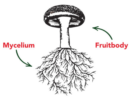 How To Control Temperature For Mushroom Growing | Atlas Scientific
