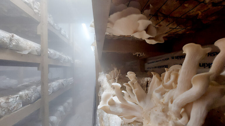 The Ultimate Guide To Small-Scale Mushroom Farming | Atlas Scientific