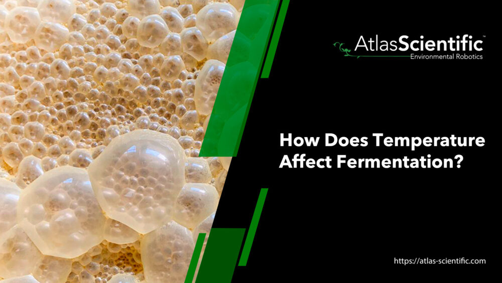 How Does Temperature Affect Fermentation? | Atlas Scientific