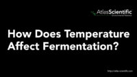 How Does Temperature Affect Fermentation? | Atlas Scientific
