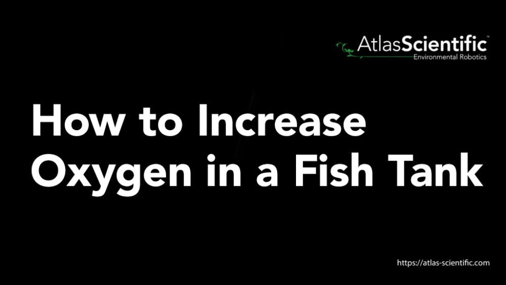 How To Increase Oxygen In A Fish Tank | Atlas Scientific