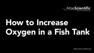 How To Increase Oxygen In A Fish Tank | Atlas Scientific