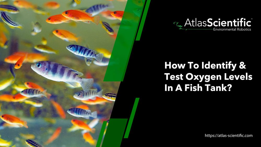 How To Identify & Test Oxygen Levels In A Fish Tank? | Atlas Scientific
