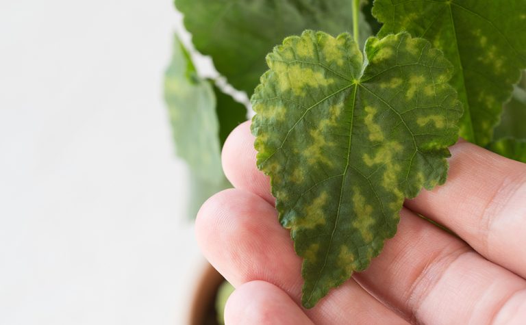 How To Identify Deficiency Of Magnesium In Plants | Atlas Scientific