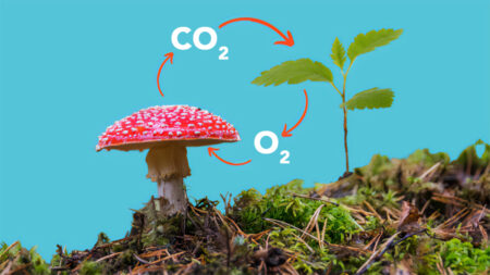Why You Need A CO2 Meter For Growing Mushrooms | Atlas Scientific