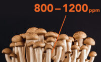 The Ultimate Guide To Small-Scale Mushroom Farming | Atlas Scientific