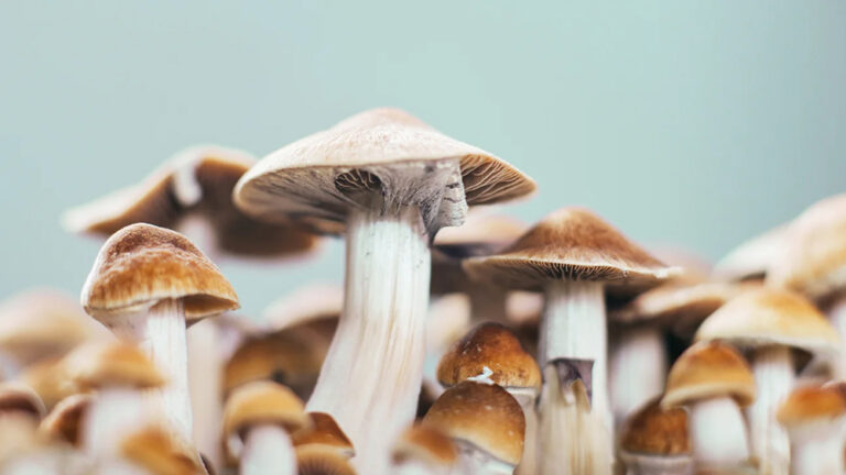 Why You Need A CO2 Meter For Growing Mushrooms | Atlas Scientific