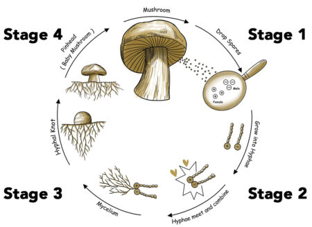 7 Factors Affecting Mushroom Cultivation | Atlas Scientific