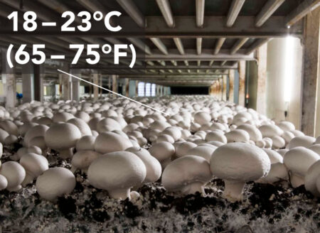 7 Factors Affecting Mushroom Cultivation | Atlas Scientific