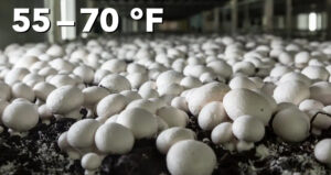 The Ultimate Guide To Small-Scale Mushroom Farming | Atlas Scientific