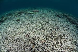 How Does pH Affect Water Quality? | Atlas Scientific