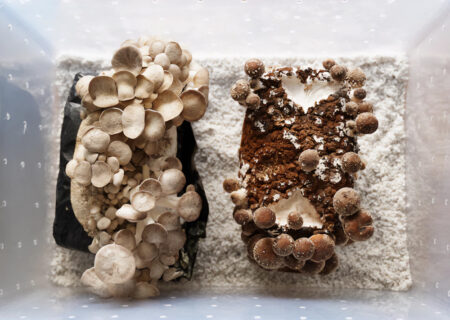 How To Maintain Humidity In Mushroom Cultivation | Atlas Scientific