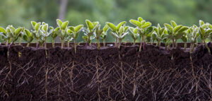 A Guide To Adjusting pH In Hydroponics | Atlas Scientific