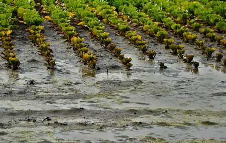 How To Identify And Fix Iron Deficiency In Plants | Atlas Scientific