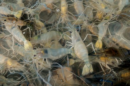Shrimp Farming Water Quality Control Problems & Solutions | Atlas ...