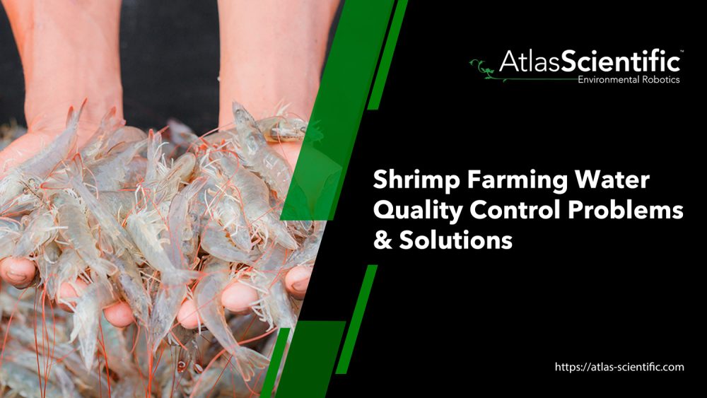 Shrimp Farming Water Quality Control Problems & Solutions | Atlas ...
