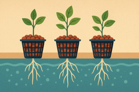 Deep Water Culture (DWC) Hydroponics Starter Guide | Atlas Scientific