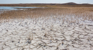 What Causes Soil Salinity And How To Measure Salinity Levels In Soil ...