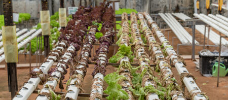 Hydroponics Pros And Cons Explained | Atlas Scientific