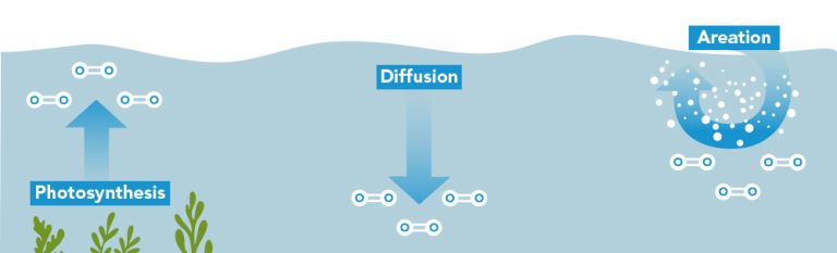 The Importance Of Dissolved Oxygen In Hydroponic Systems | Atlas Scientific
